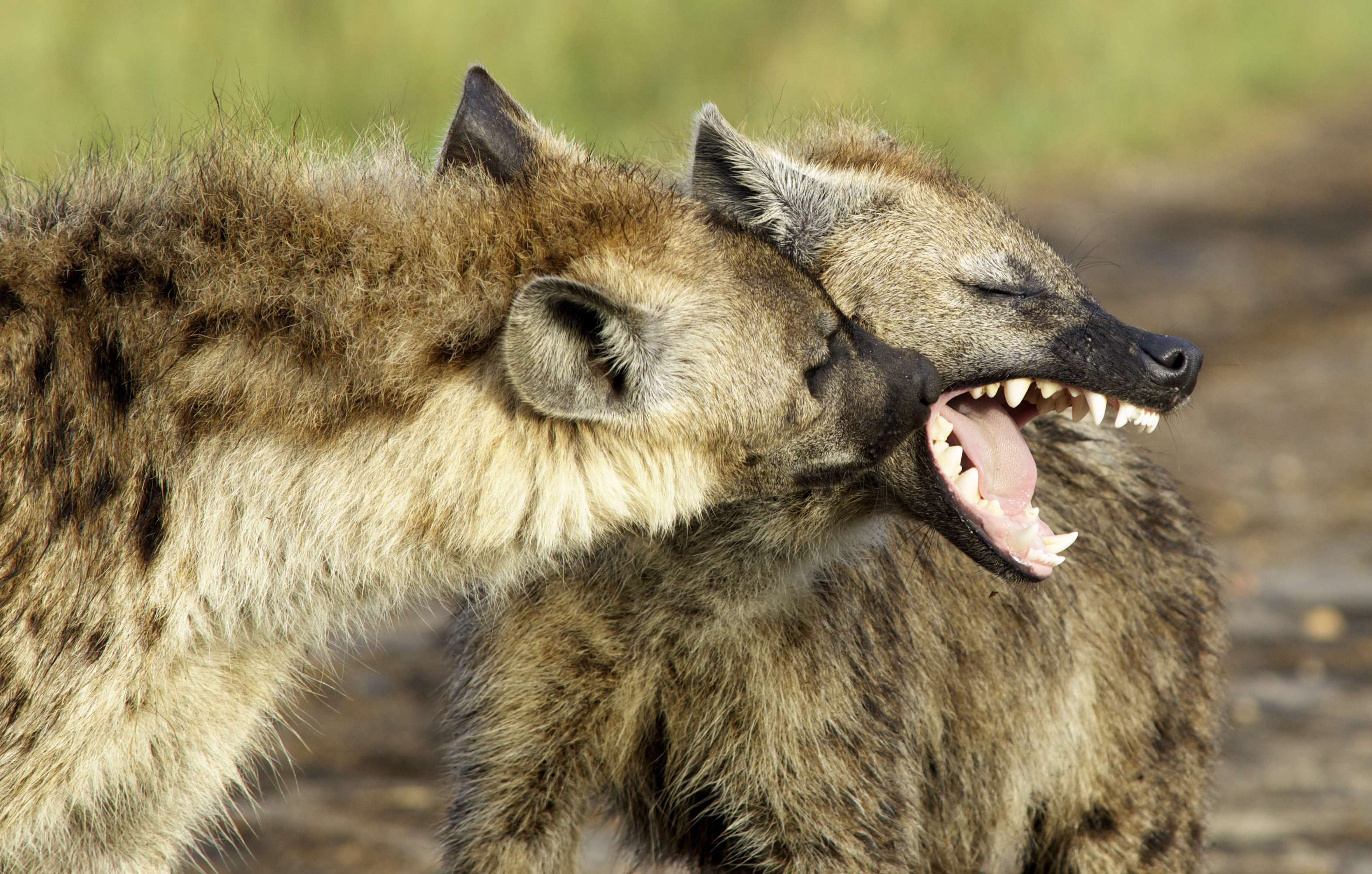 Day Trip - Masai Mara Day Tours By Road ($220 pp ) or Air/Flight ...
