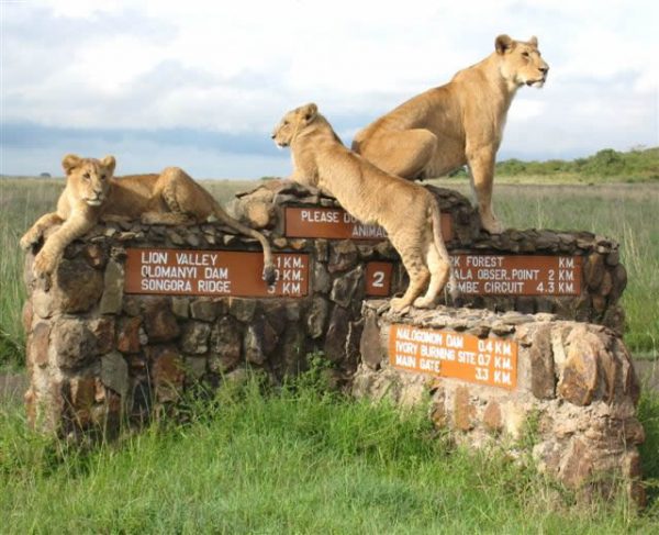 Nairobi Game Drive Tours in Nairobi National Park | Sojourn Safaris Ltd